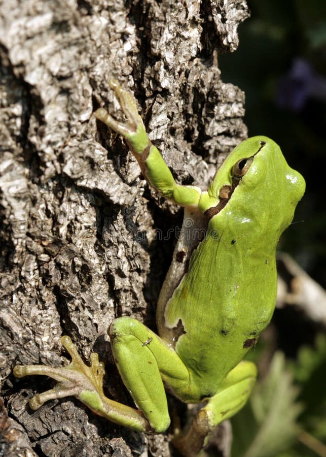 Green tree frog stock image. Image of fauna, green, animal - 5198145