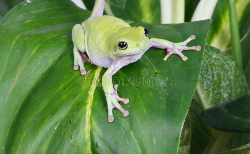 Frog Catching Fly with Tongue Stock Image - Image of macro, nocturnal ...
