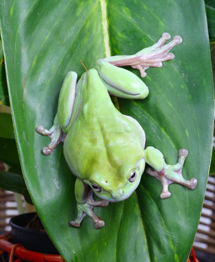 Green Tree Frog Picture. Image: 8699427