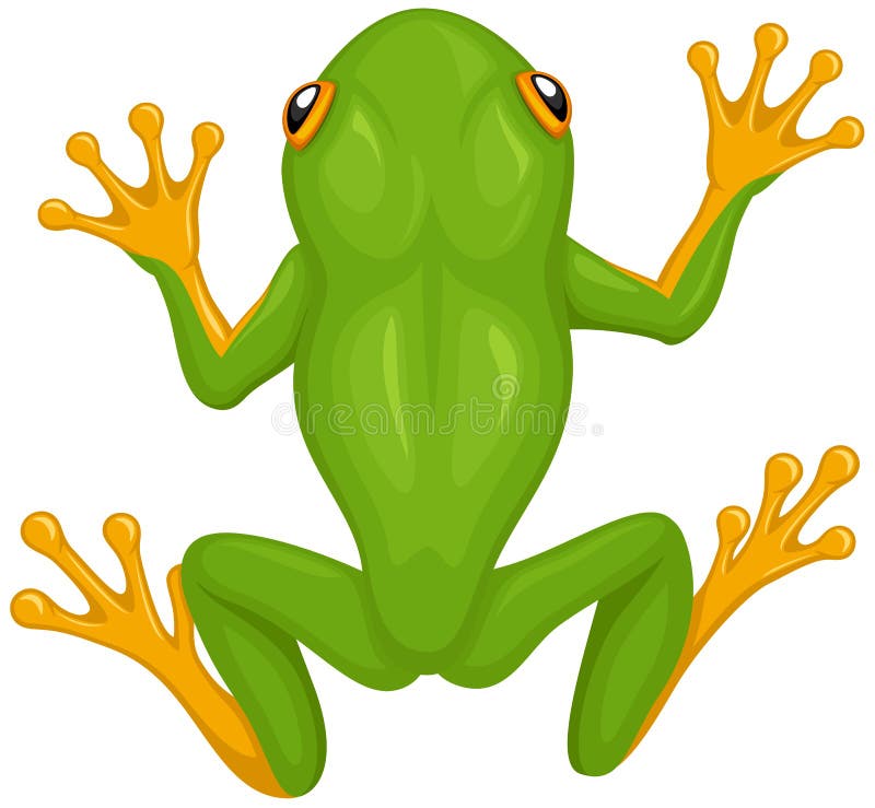Frog Top View Isolated Stock Illustrations – 92 Frog Top View Isolated ...