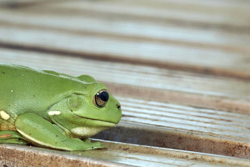 Green Tree Frog on Aluminium Bench Stock Photo - Image of isolated ...