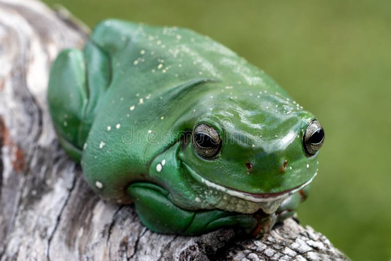 Green Tree Frog stock image. Image of white, tree, caerulea - 277466073