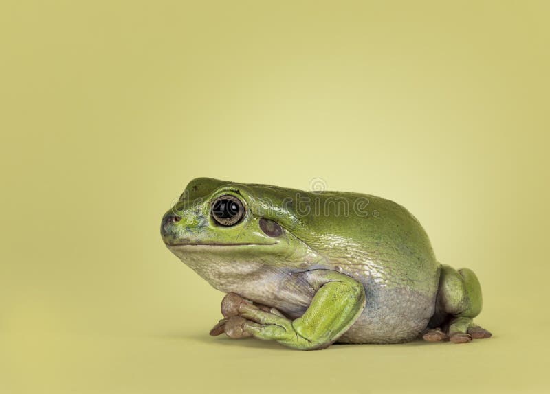 Green Tree Frog on Green Background Stock Photo - Image of isolated ...