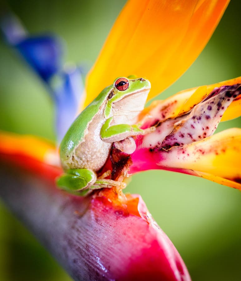 Green Tree Frog On Bird Of Paradise Flower 4 Stock Images - Image: 23280244