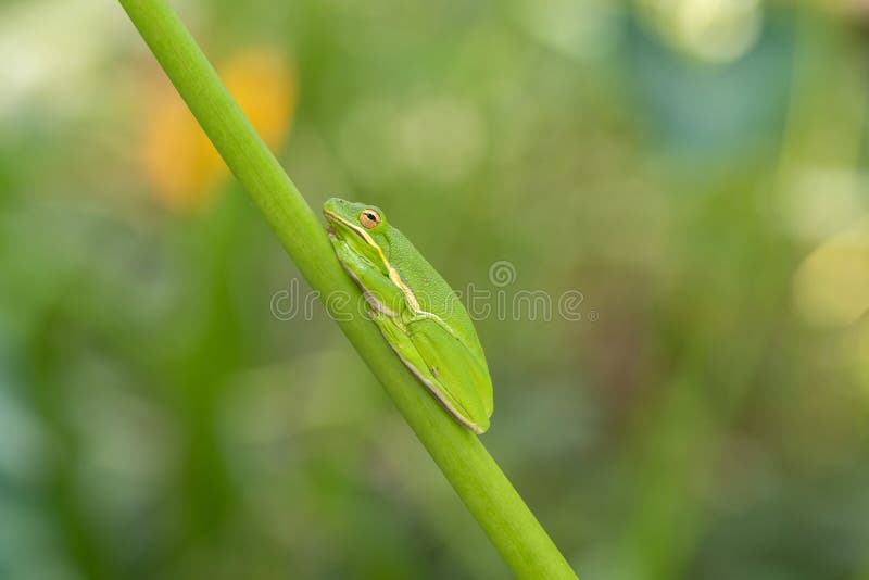 A Green Tree Frog Blending with the Greenery in Houston, Texas Stock ...