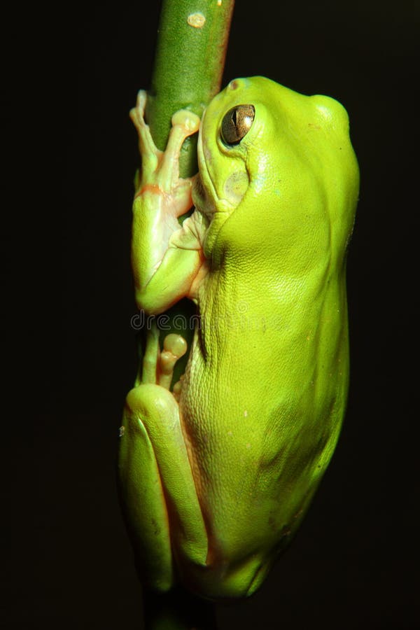 Green Tree Frog Hanging from Branch Stock Photo - Image of gripping ...
