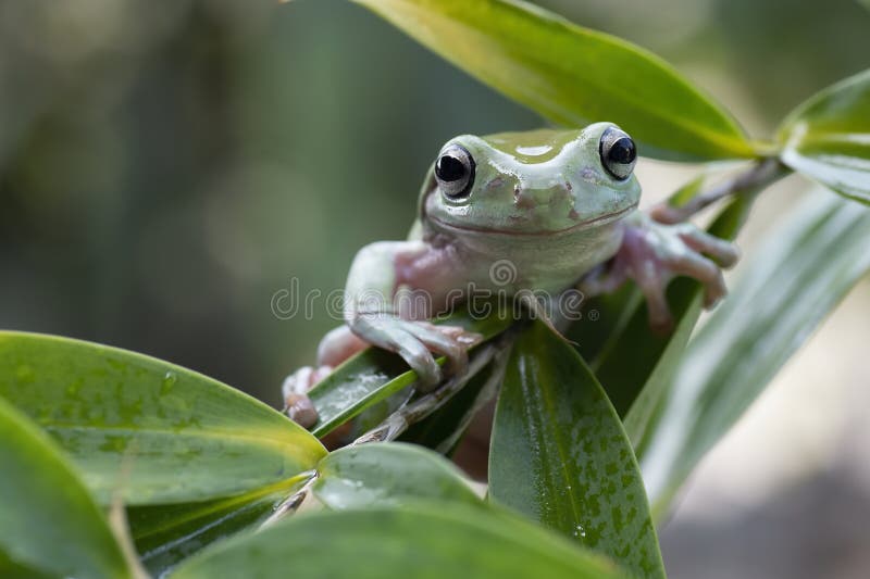 Green Tree Frog on Tree Branch Stock Photo - Image of garden, comedy ...