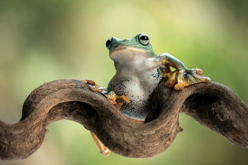 Green tree frog on branch stock photo. Image of beautiful - 288753282