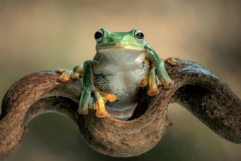 Green tree frog on branch stock photo. Image of forest - 288753360