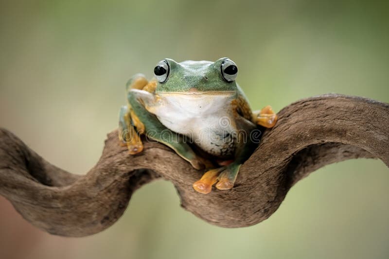 Green tree frog on branch stock photo. Image of color - 288753398
