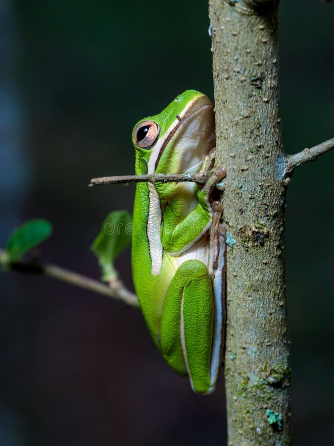Green Tree Frog on Branch stock image. Image of frog - 110800719