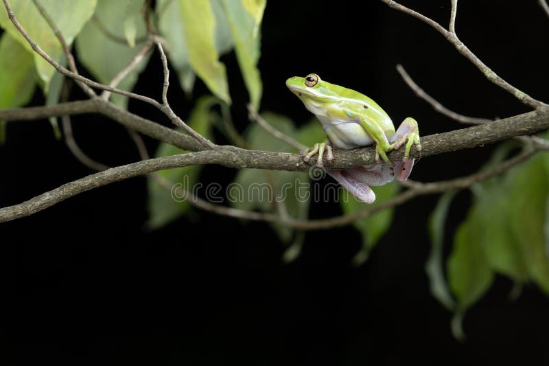 Green Tree Frog on a Branch with Dark Background Stock Photo - Image of ...
