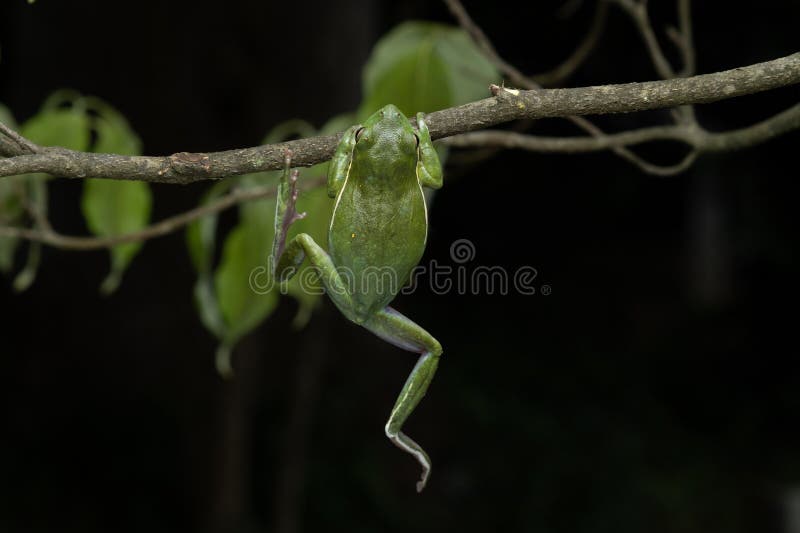 Green Tree Frog on a Branch with Dark Background Stock Image - Image of ...