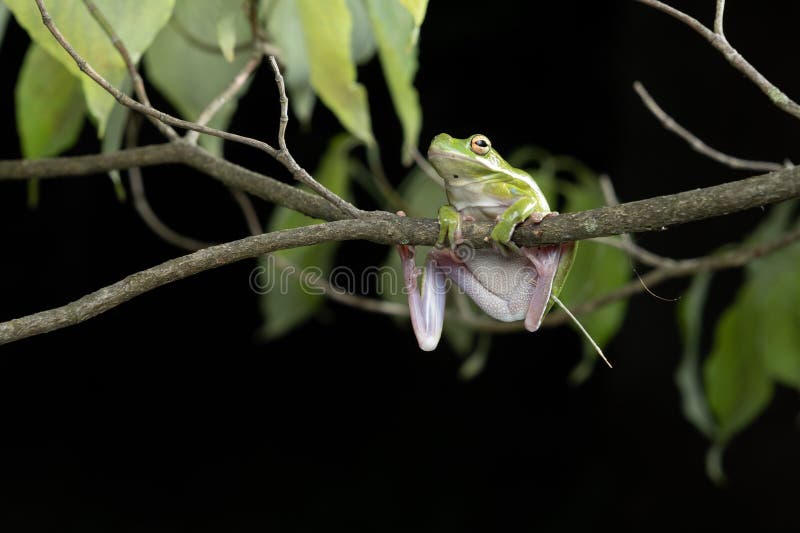 Green Tree Frog on a Branch with Dark Background Stock Image - Image of ...