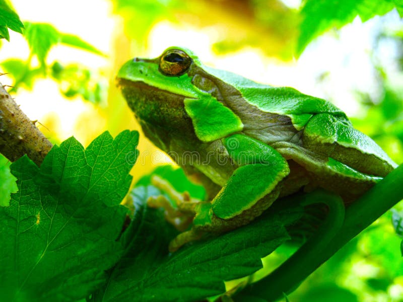 Green Tree Frog on a Branch among Foliage Stock Image - Image of sticky ...