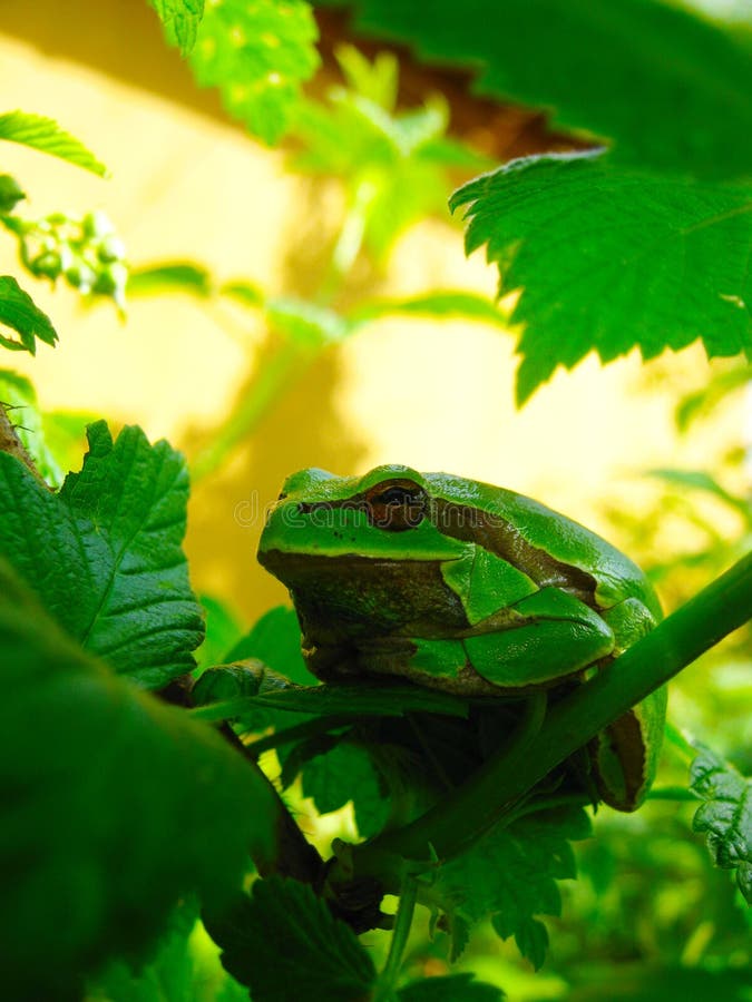 Green Tree Frog on a Branch among Foliage Stock Image - Image of ...