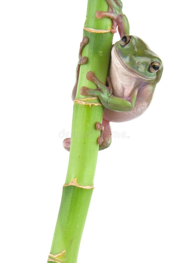 Frog climbing stock image. Image of green, eyed, frog - 2493801