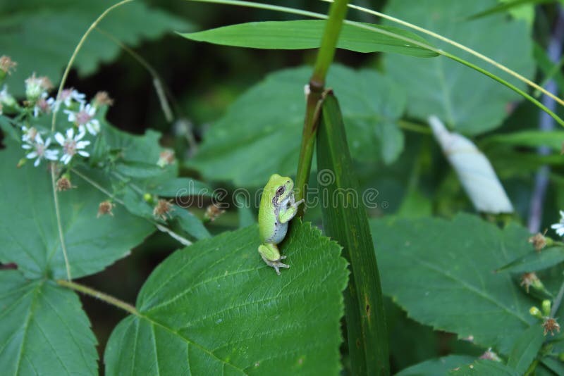 Green Tree Frog Climbing stock image. Image of nature - 44708869