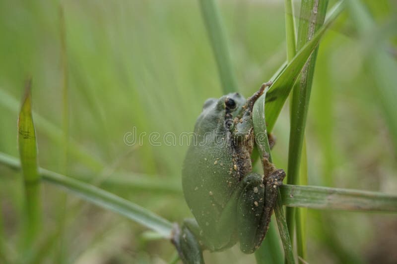 Green Tree Frog Climbing a Grass. Stock Photo - Image of climbing, frog ...