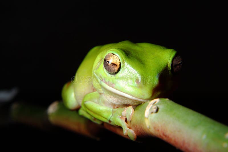 Green Tree Frog Hanging from Branch Stock Photo - Image of gripping ...