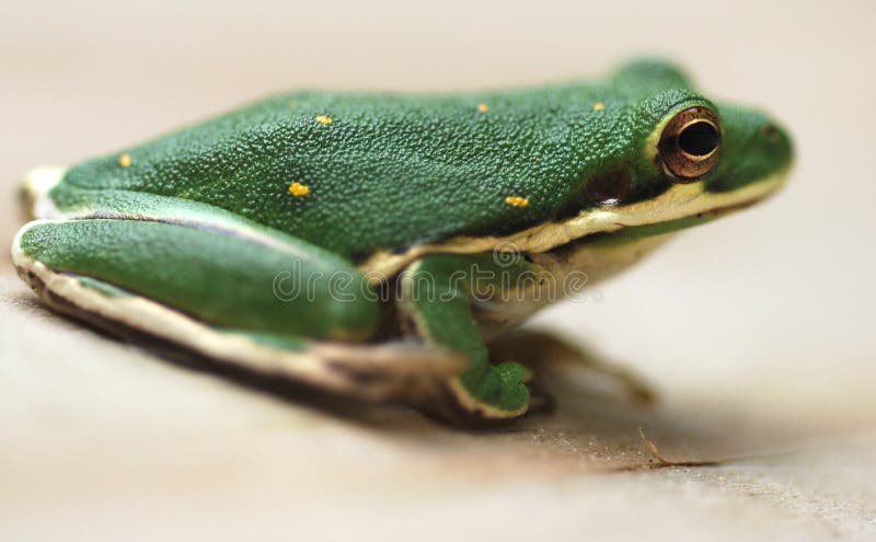 1,082 Frog Profile Stock Photos - Free & Royalty-Free Stock Photos from ...