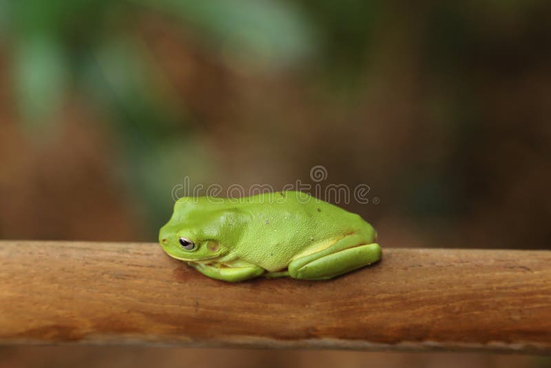 Green Tree Frog stock image. Image of froglet, garden - 70810709