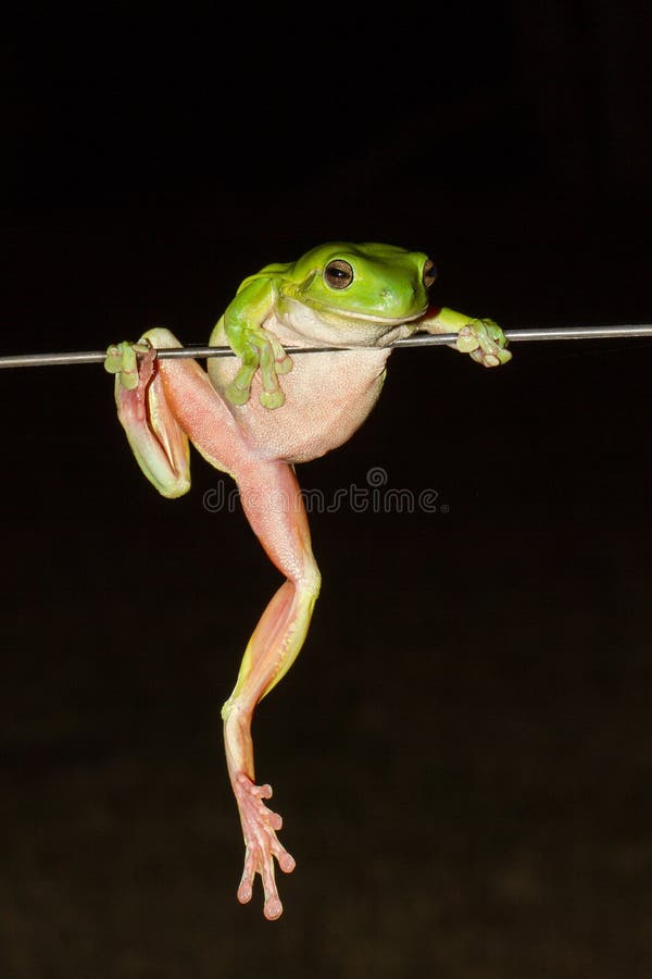 Green Tree Frog stock image. Image of litoria, australia - 189382281