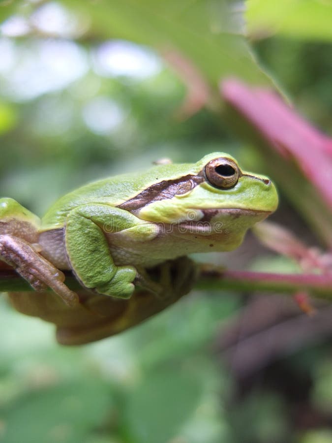 Green tree frog. stock image. Image of tree, wildlife - 42903179