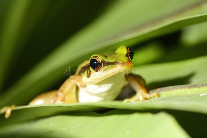 Green tree frog stock image. Image of leaves, closeup - 36268575