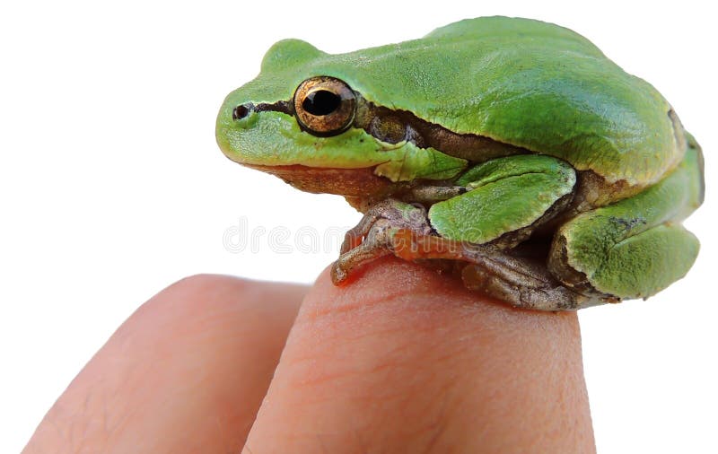 Green Tree Frog on the Hand Human Stock Image - Image of fingers, moist ...