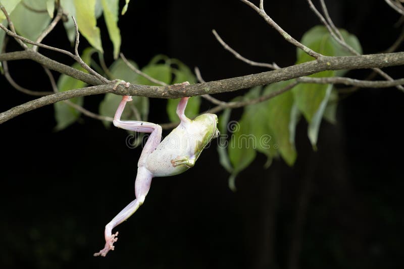 Green Tree Frog Hanging on a Branch with Dark Background Stock Image ...