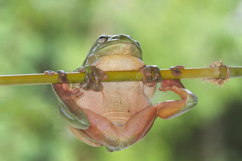 Frog hanging out stock image. Image of amphibian, animal - 11075693