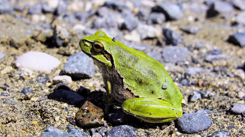 Cyprus Water Frog Stock Photos - Free & Royalty-Free Stock Photos from ...
