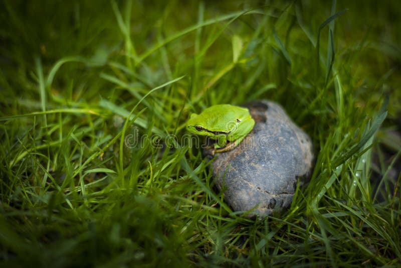 Green tree frog stock image. Image of wildlife, stone - 112513971