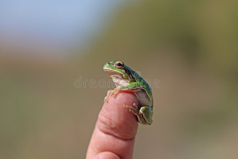Green Tree Frog (Hylea Orientalis) on the Finger Stock Photo - Image of ...
