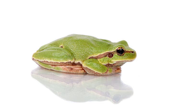 Green Tree Frog stock image. Image of cane, large, wildlife - 35947055
