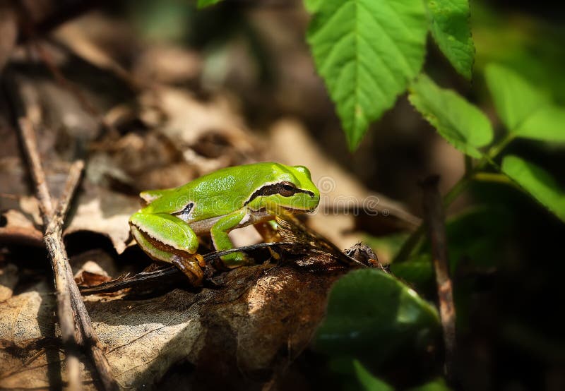 Green Tree Frog stock photo. Image of frog, animal, frogs - 65958890