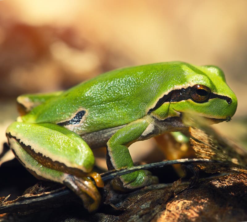 Green Tree Frog stock image. Image of scene, friendly - 65959661