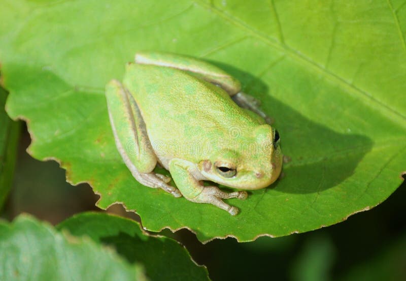 Green Tree Frog on Large Green Leaf Stock Image - Image of tucked, rain ...