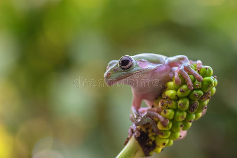 Green tree frog on a leaf stock photo. Image of lipped - 164365954
