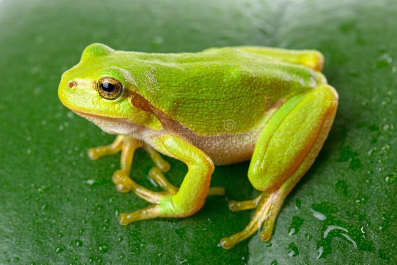 Green Tree Frog on Leaf stock image. Image of reptile - 43723507