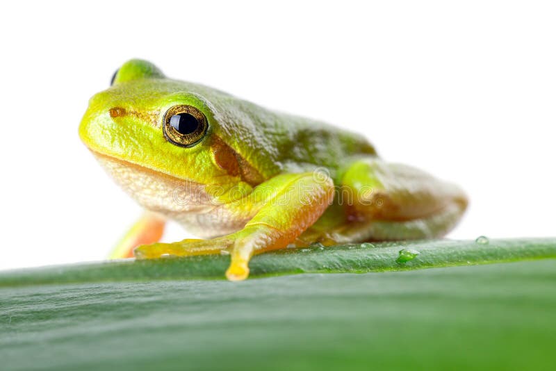 Green Tree Frog on the Leaf Stock Photo - Image of jungle, haerpetology ...