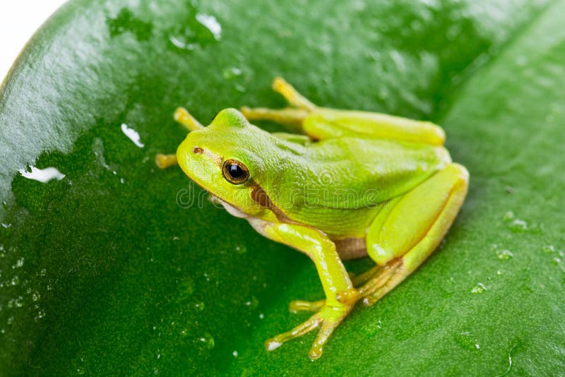 Green Tree Frog on the Leaf Stock Image - Image of haerpetology, green ...