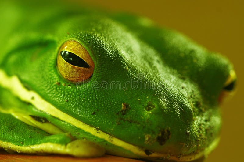 Green Tree Frog on Leaf Amazon Animal Amphibian Stock Image - Image of ...