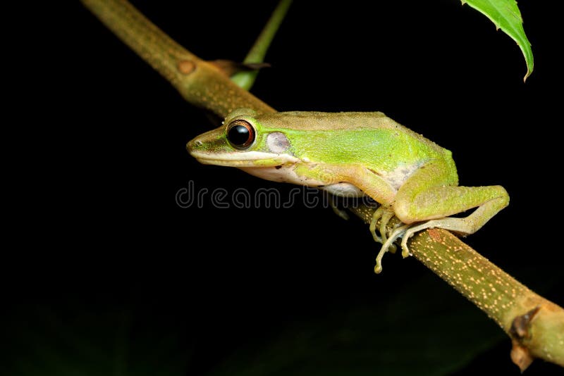 Green tree frog on night stock image. Image of toad - 186778223