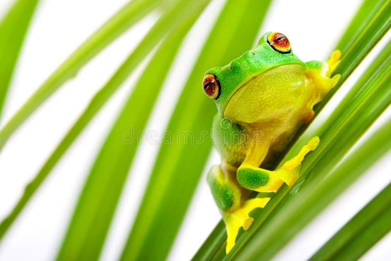 Green Tree Frog on Palm Tree Stock Photo - Image of animal, foot: 6696074