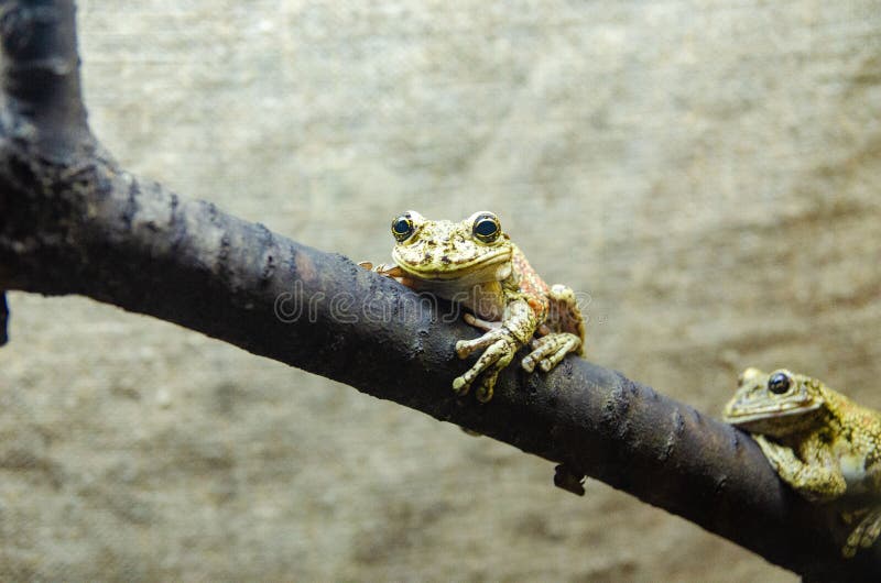Green Tree Frog Perched on a Flower Petals Stock Photo - Image of macro ...