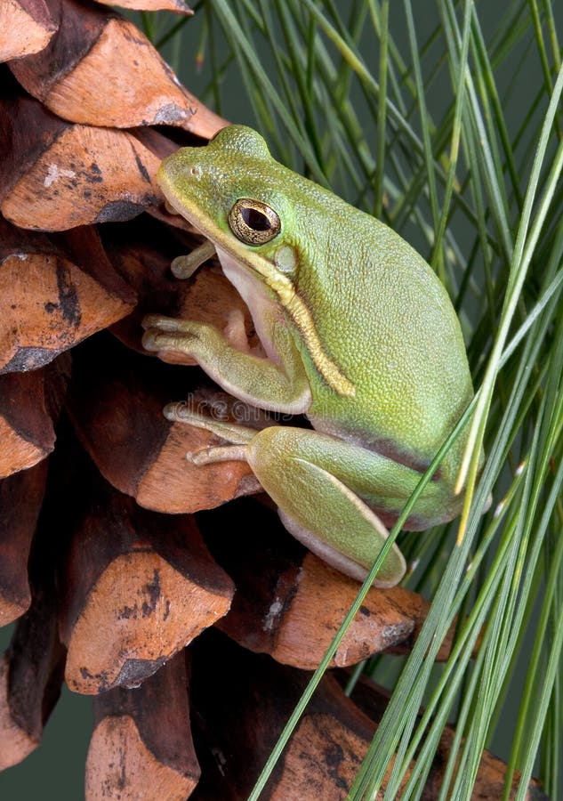 Green Tree Frog on Pine Cone Stock Image - Image of nocturnal, green ...