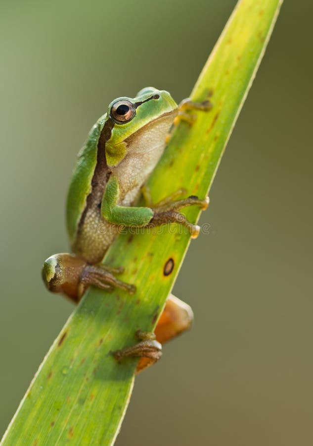 Green Tree Frog on a Reed Leaf (Hyla Arborea) Stock Image - Image of ...