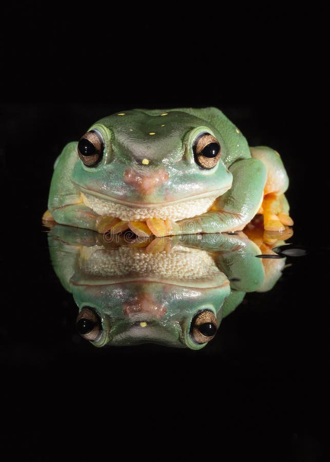 Frog reflection stock photo. Image of frog, frightened - 8362708